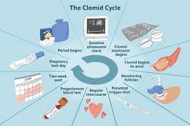 How Long Does Clomid Take to Work and What to Expect